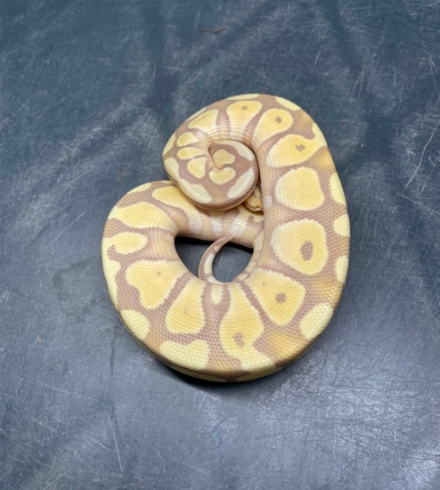 Banana Pastel Lesser Ball Python by NEW Reptiles