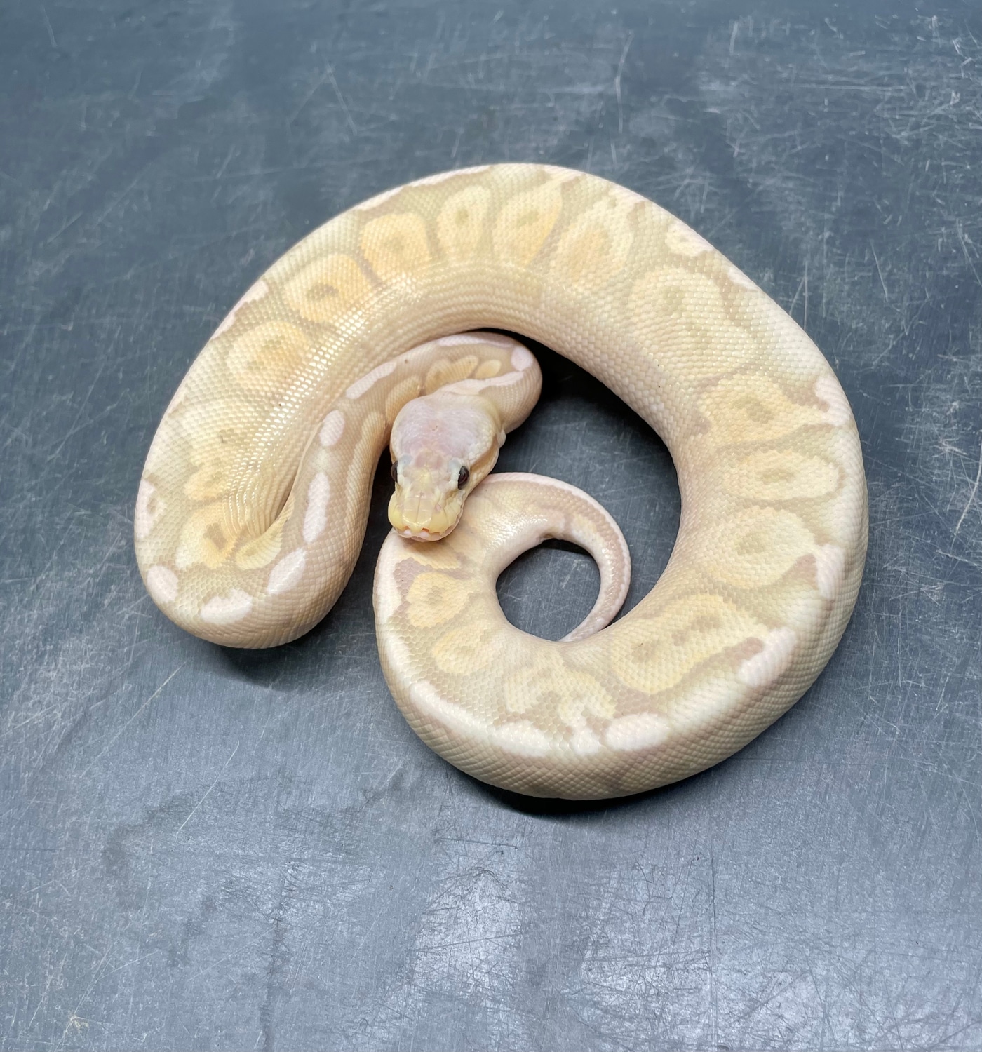 Banana Pewter Vanilla Mojave Ball Python by NEW Reptiles - MorphMarket