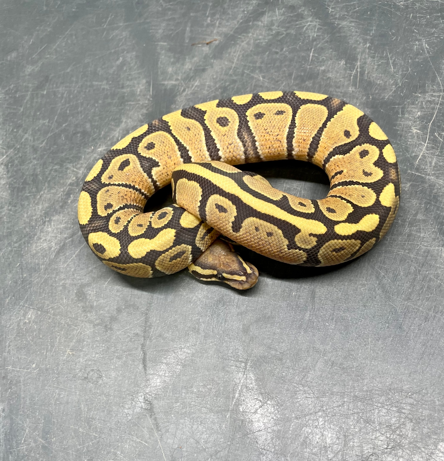 Hypo Het Pied Ball Python by NEW Reptiles - MorphMarket