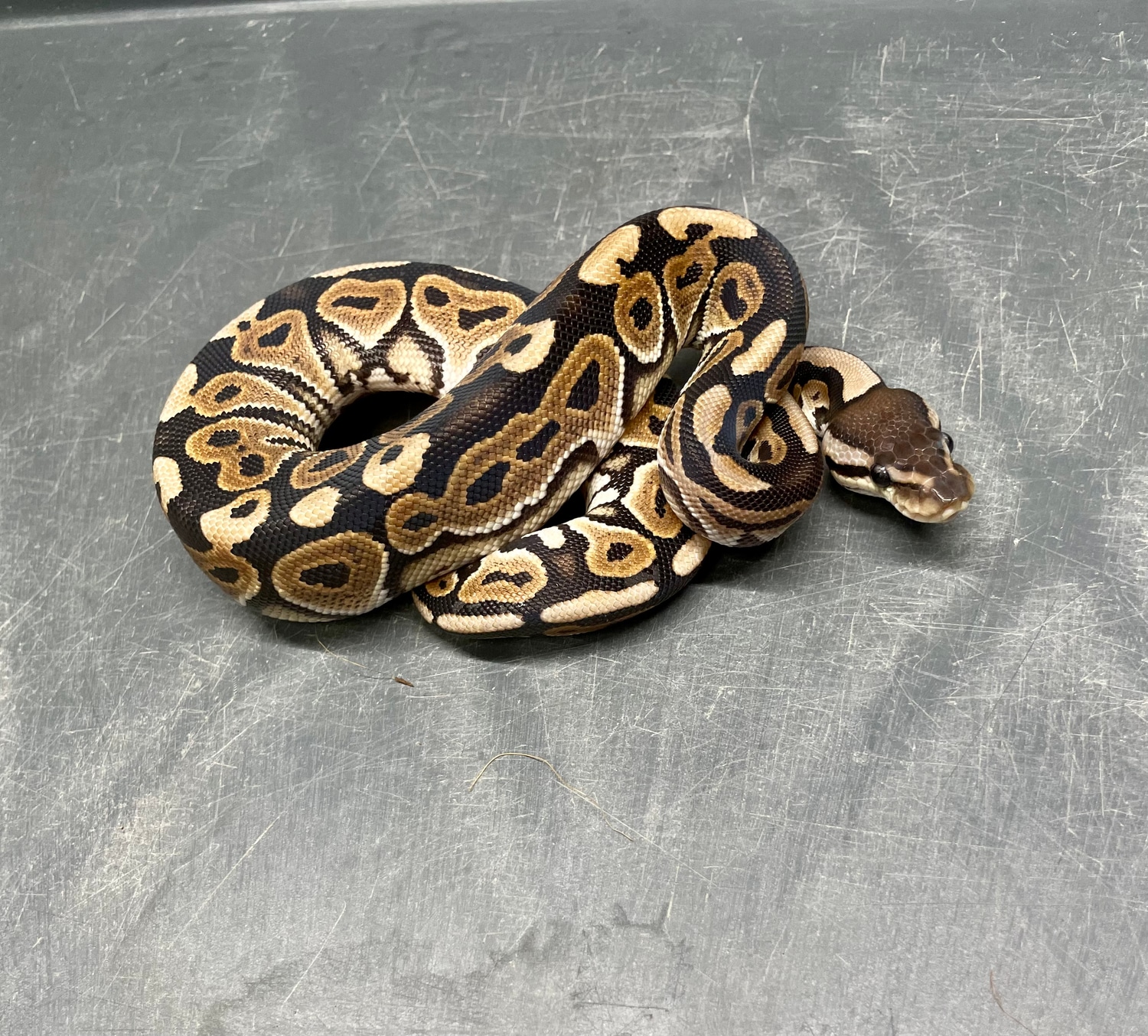 Cinnamon Het Clown 50% Het Albino Ball Python by NEW Reptiles - MorphMarket