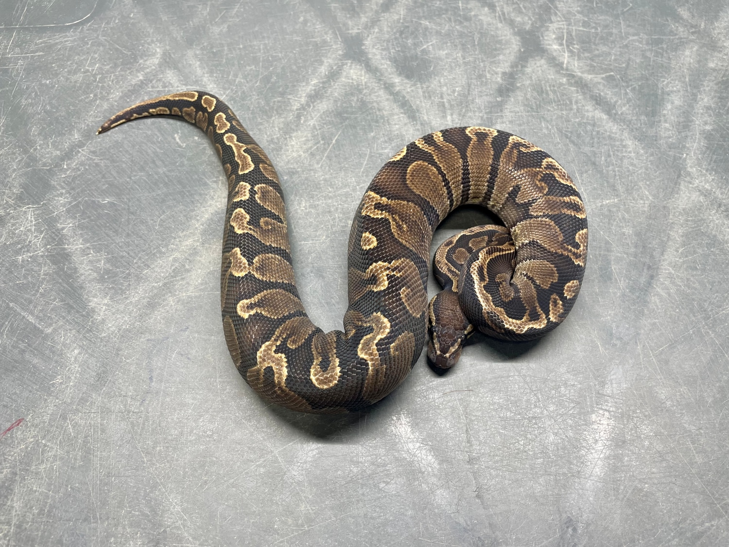 GHI Double Het Hypo Pied Ball Python by NEW Reptiles - MorphMarket