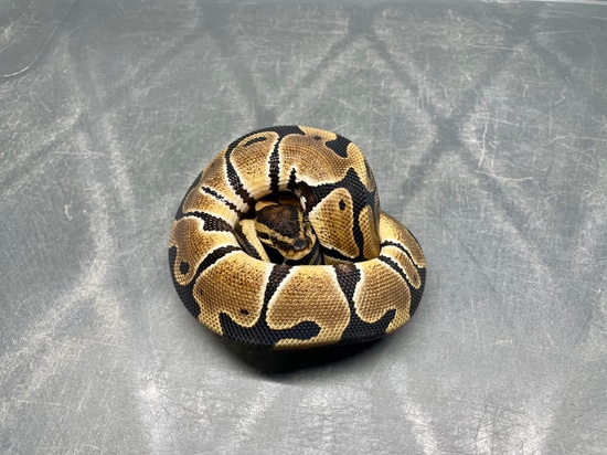 Blade Het Clown Ball Python by NEW Reptiles