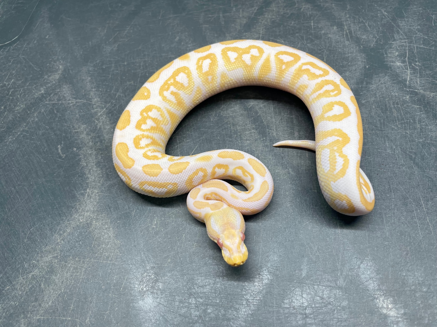 Albino Black Pastel Ball Python by NEW Reptiles - MorphMarket