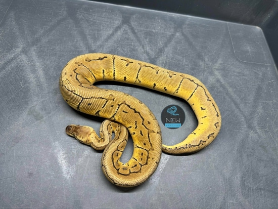 Lemonblast Het Clown Ball Python by NEW Reptiles