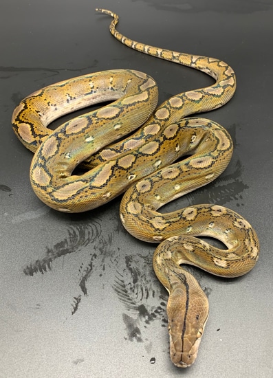Motley Het Purple Poss Het Titanium Reticulated Python by New Shed Serpents