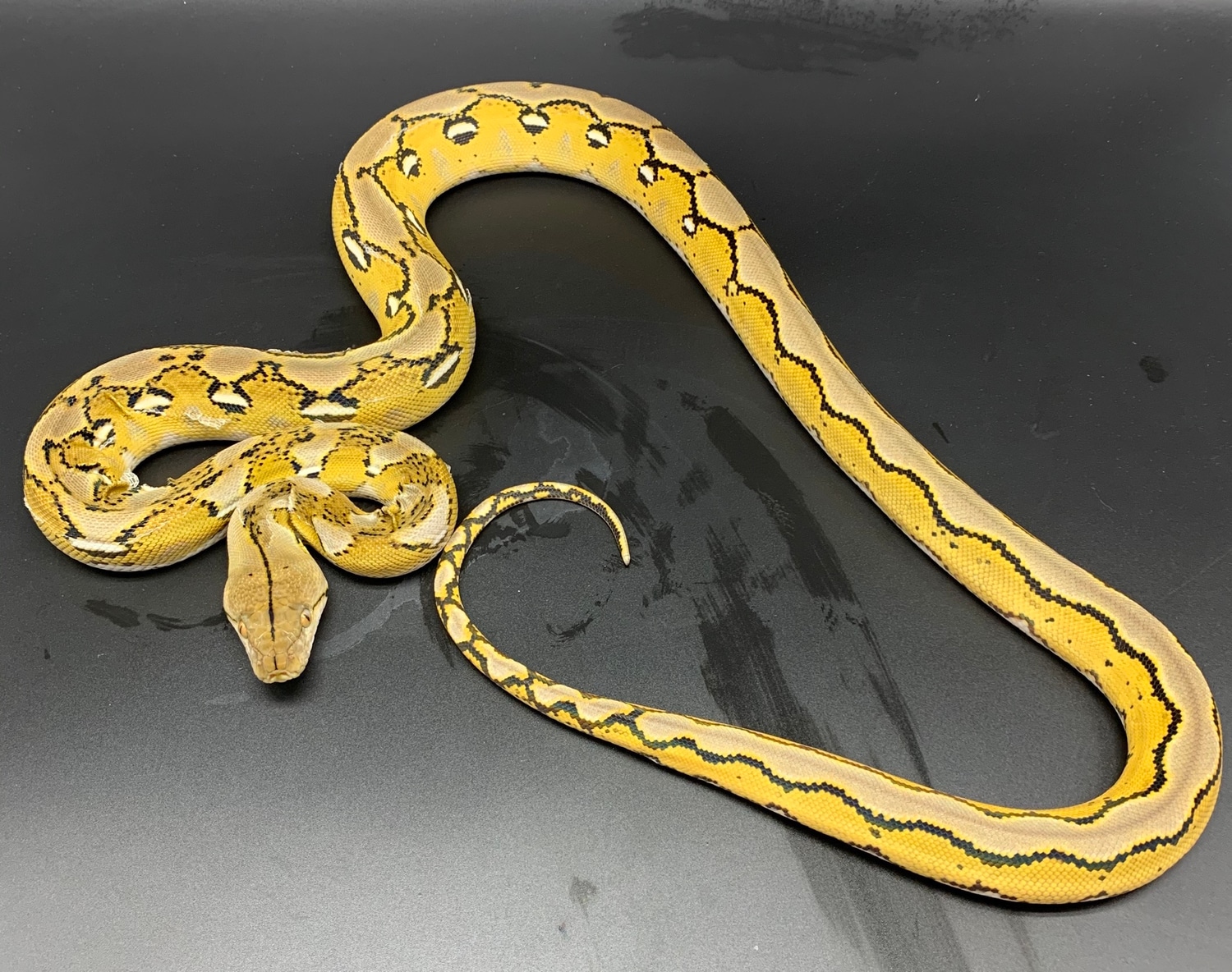 Platinum Citron Reticulated Python by New Shed Serpents - MorphMarket