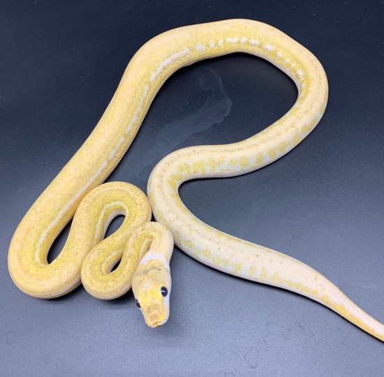 50% Kalatoa Super Dwarf Ultra Poss Het Anery Reticulated Python by New ...