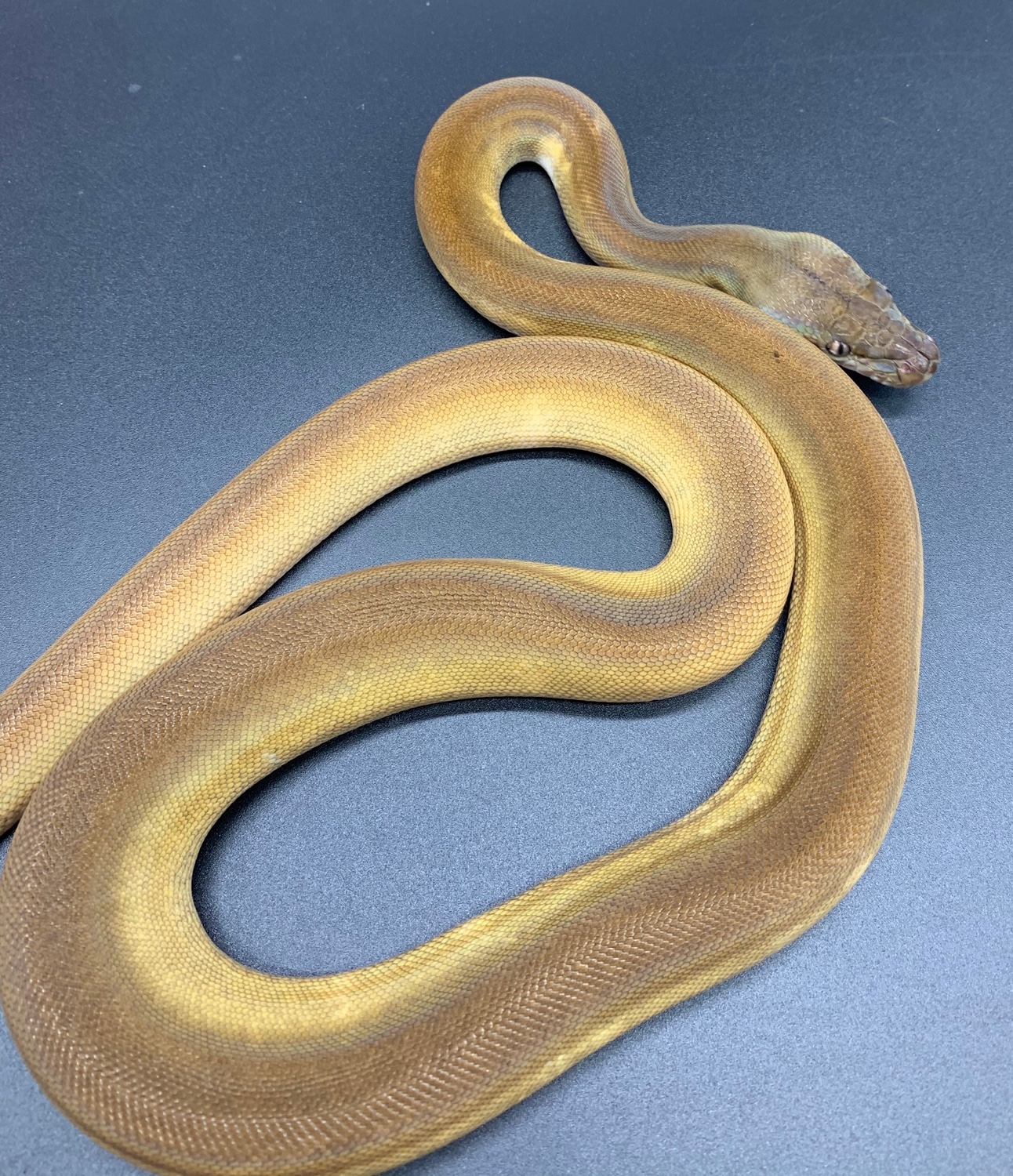 Paradox Platinum Motley Gct Titanium Reticulated Python by New Shed ...