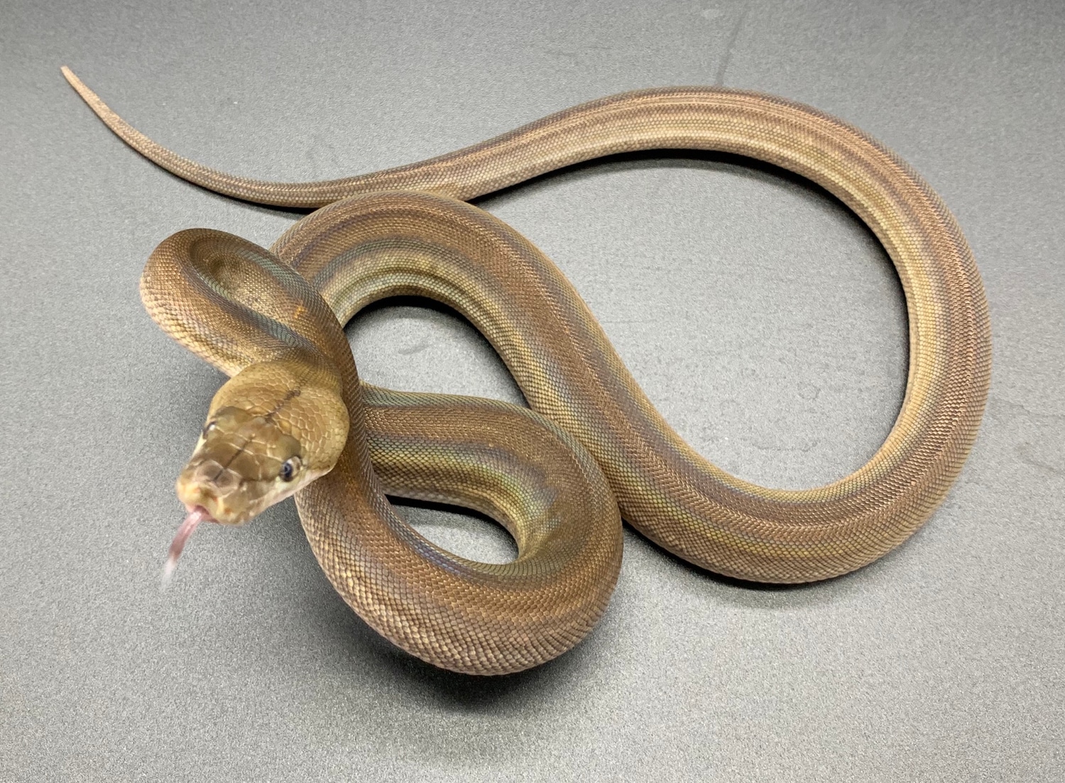 Platinum Motley Gc Titanium Reticulated Python by New Shed Serpents ...