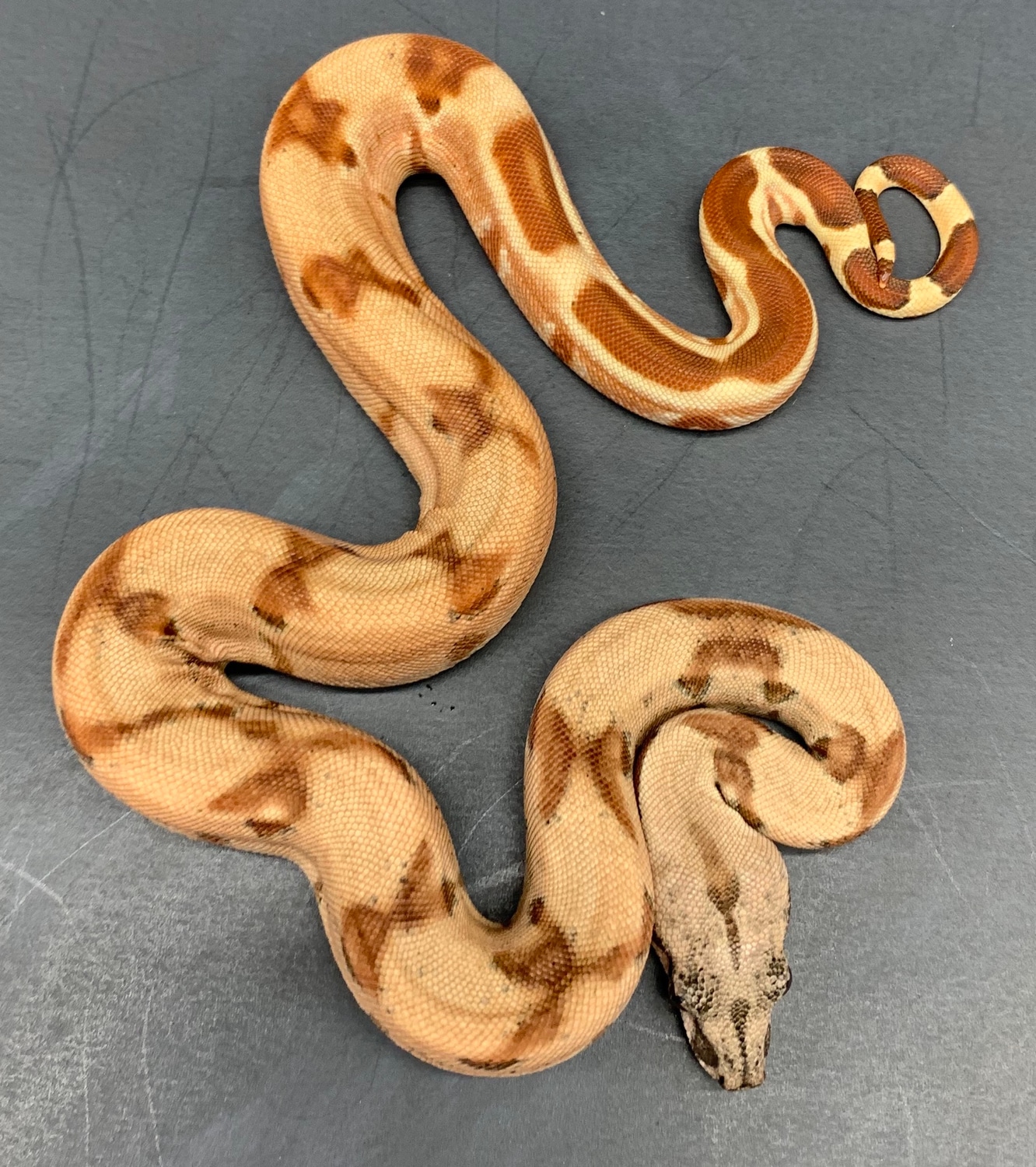 Hypo (Poss Super Hypo) Jungle 100% Het Kahl Albino 50% Het Blood Boa Constrictor by New Shed ...