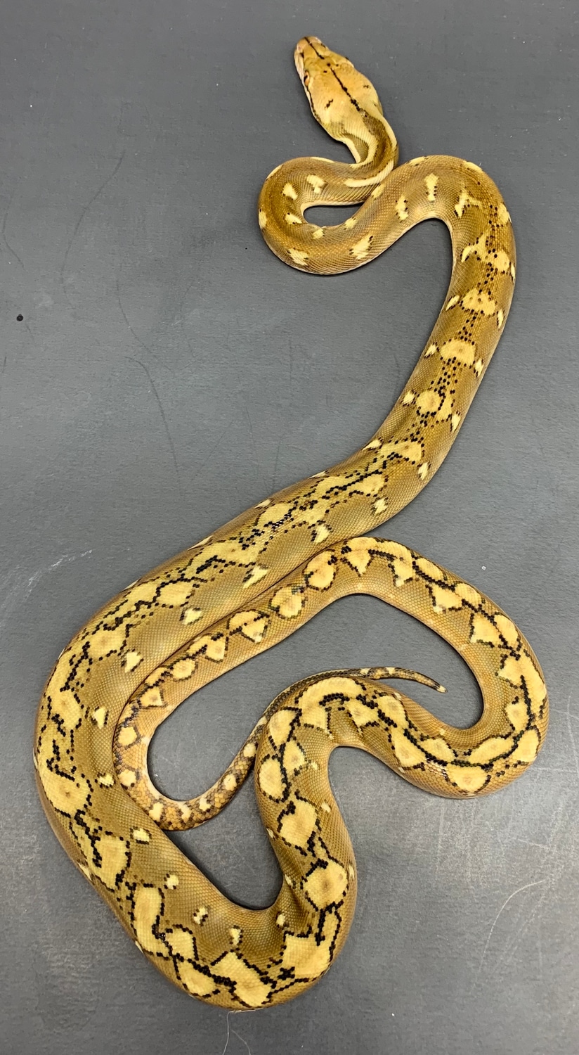 50% Super Dwarf Phantom Reticulated Python by New Shed Serpents ...