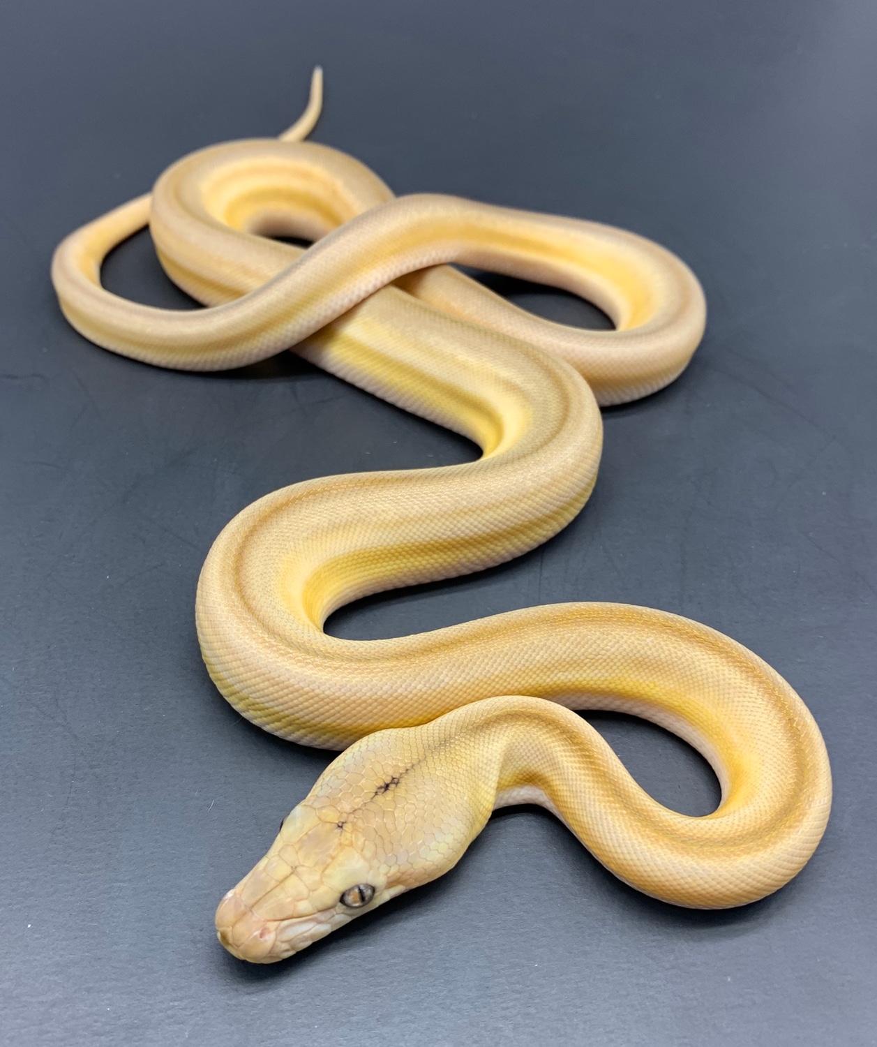 Platinum Suntiger Titanium Reticulated Python by New Shed Serpents ...