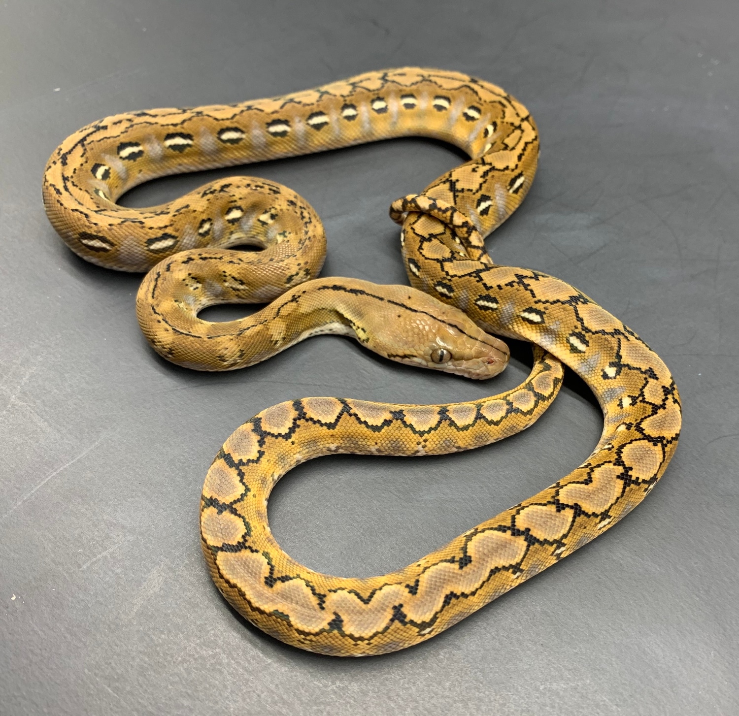 75% Kalatoa Platinum Pos Het Anery Reticulated Python by New Shed ...