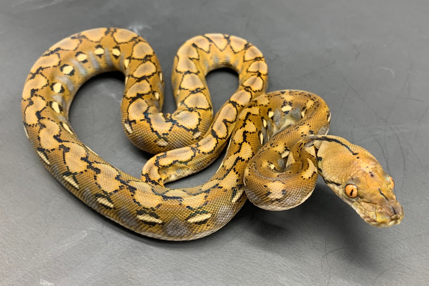 Pair Of 50% Super Dwarf 66% Het Titanium Reticulated Python by New Shed ...