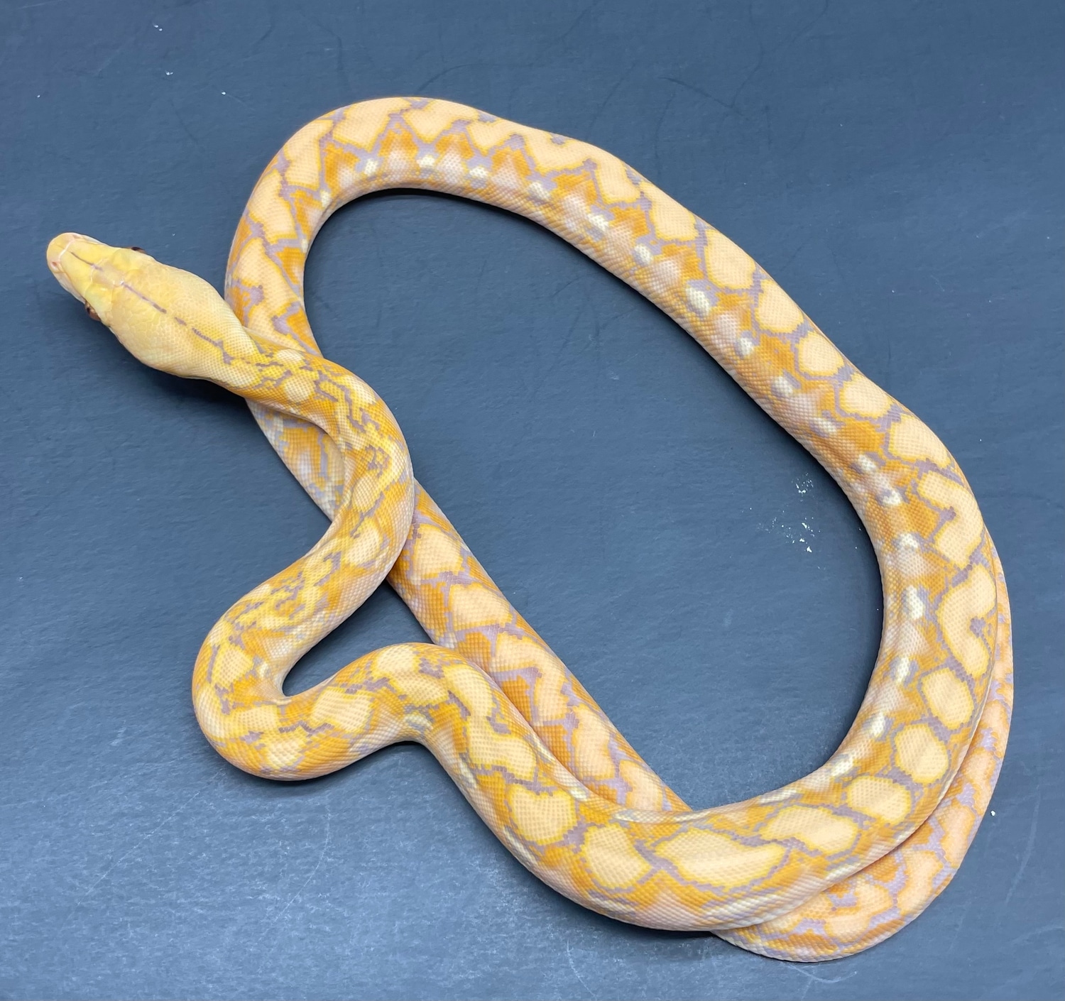 Purple 50% Het Anery 37.5% Sd And 12.5% Jamp Reticulated Python by New ...