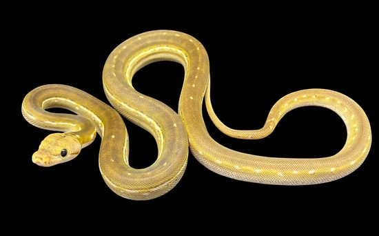 Platinum Phantom Anthrax Reticulated Python by New Shed Serpents