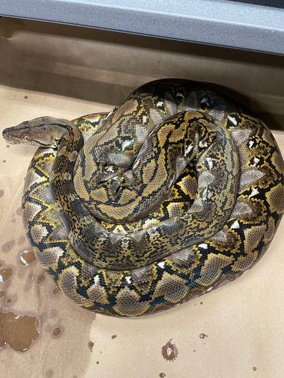 Pure Super Dwarf Reticulated Python by New Shed Serpents