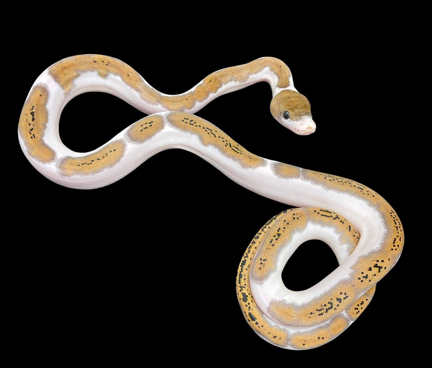 Platinum Sun Pied Reticulated Python by New Shed Serpents - MorphMarket