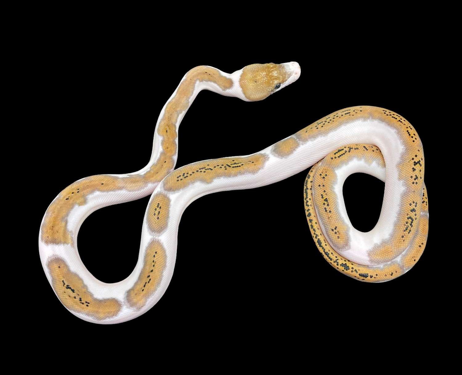 Platinum Sun Pied Reticulated Python by New Shed Serpents - MorphMarket