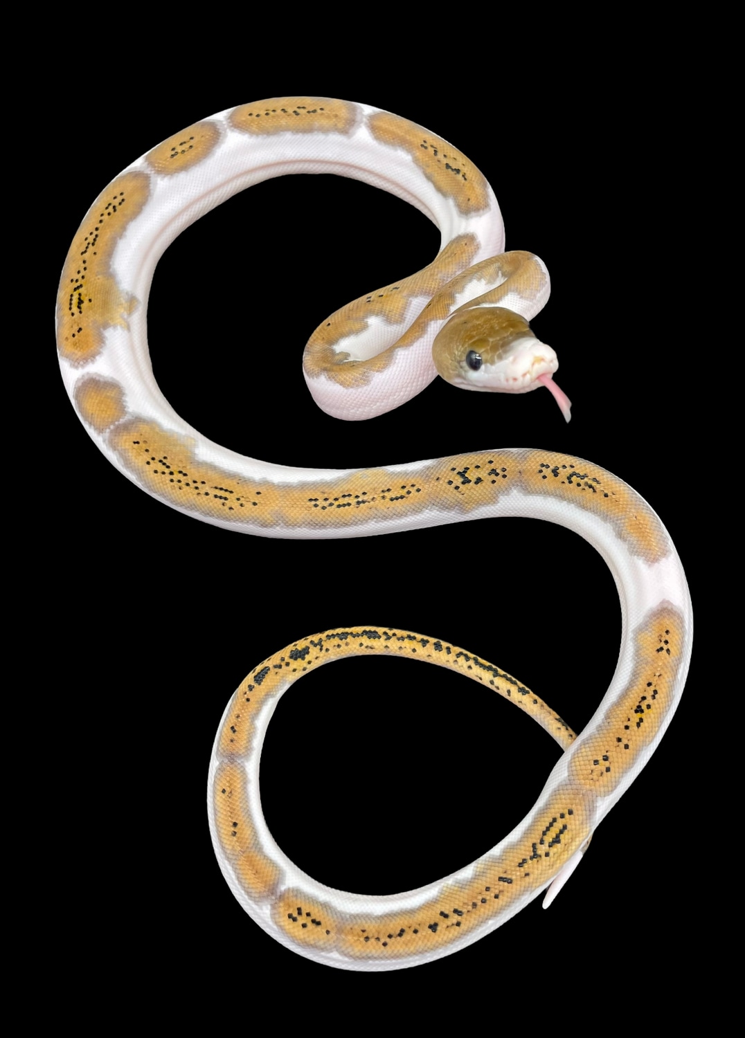Platinum Sun Pied Reticulated Python by New Shed Serpents - MorphMarket