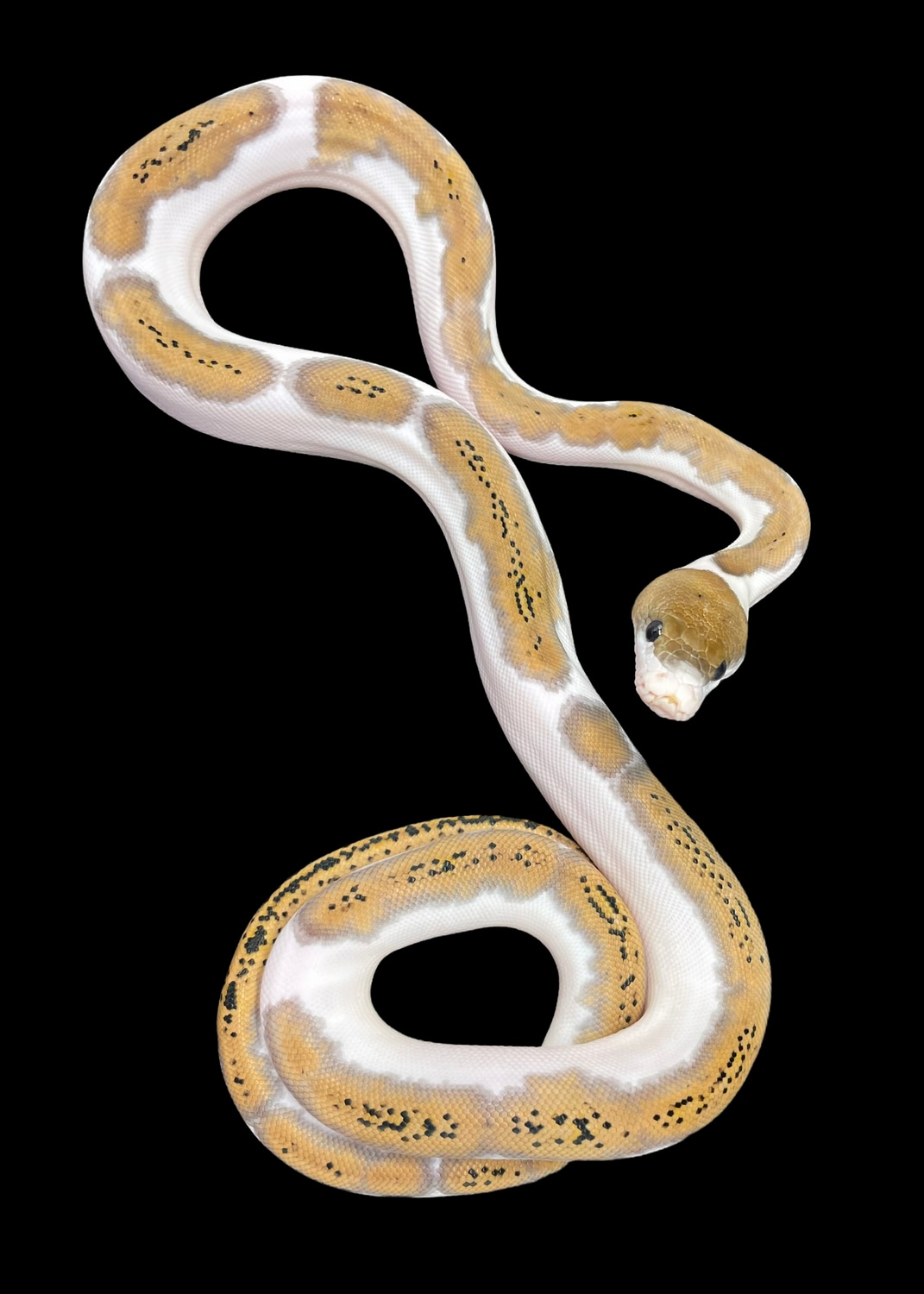 Platinum Sun Pied Reticulated Python by New Shed Serpents - MorphMarket