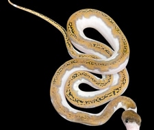 Platinum Sun Pied Reticulated Python by New Shed Serpents - MorphMarket