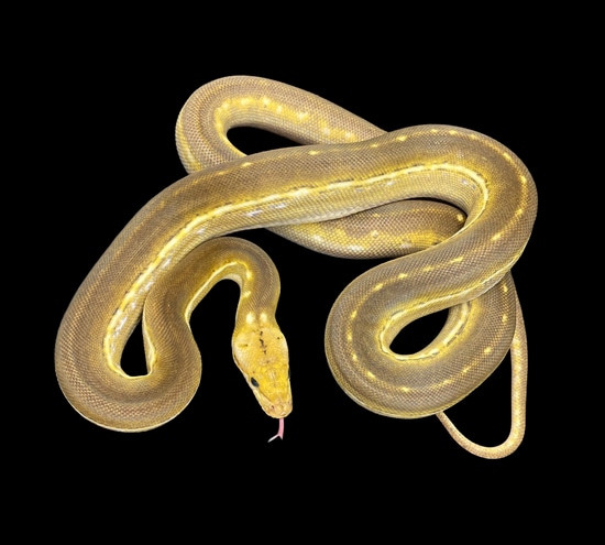 Platinum Phantom Anthrax Reticulated Python by New Shed Serpents