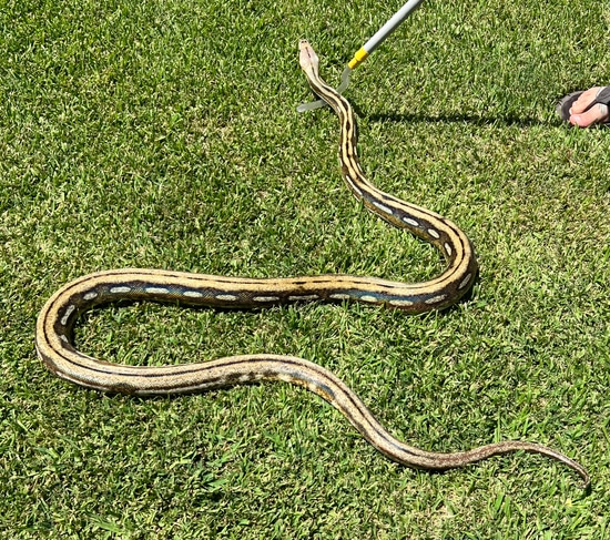 50% Super Dwarf Tiger Pos Het Anery Reticulated Python by New Shed Serpents