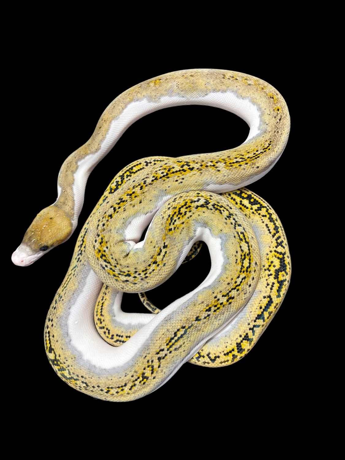 Sunfire Pied Reticulated Python by New Shed Serpents - MorphMarket