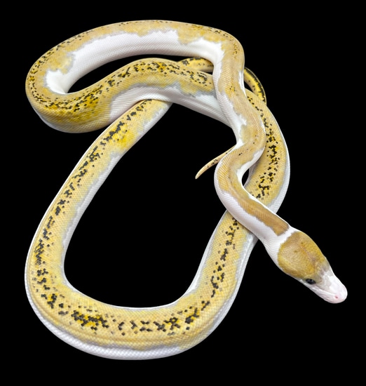 Platinum Sunfire Pied Reticulated Python by New Shed Serpents