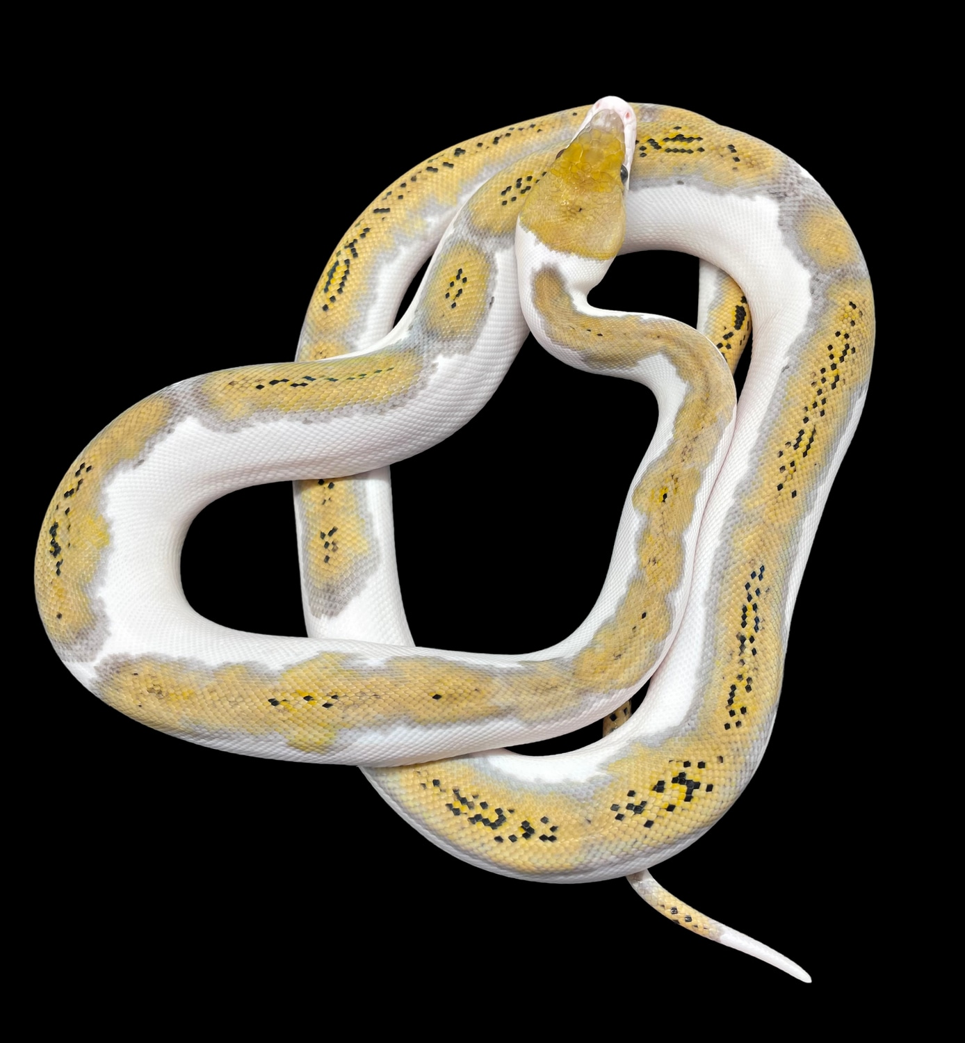 Platinum Sun Pied Reticulated Python by New Shed Serpents - MorphMarket