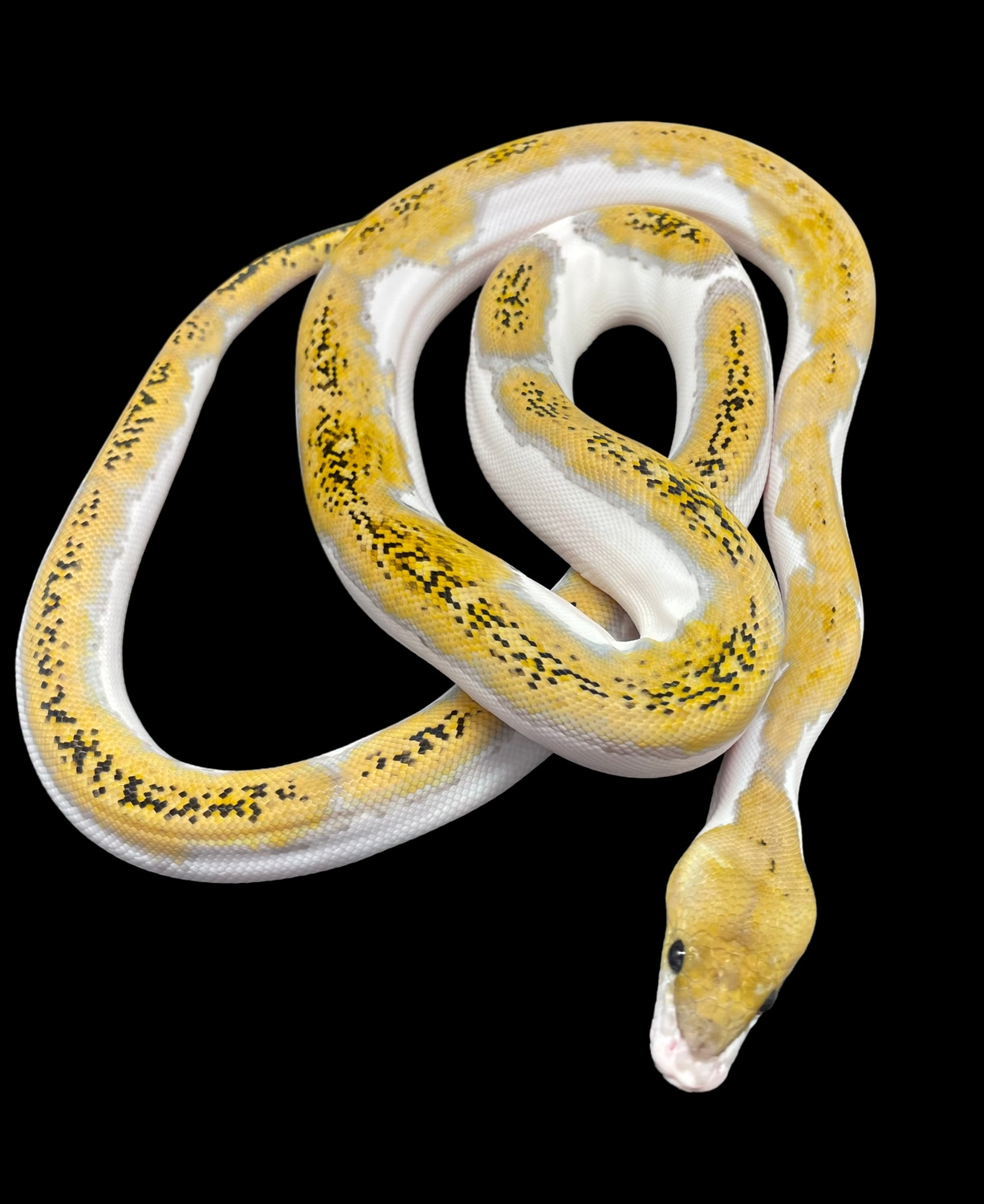 Platinum Sunfire Pied Reticulated Python by New Shed Serpents - MorphMarket