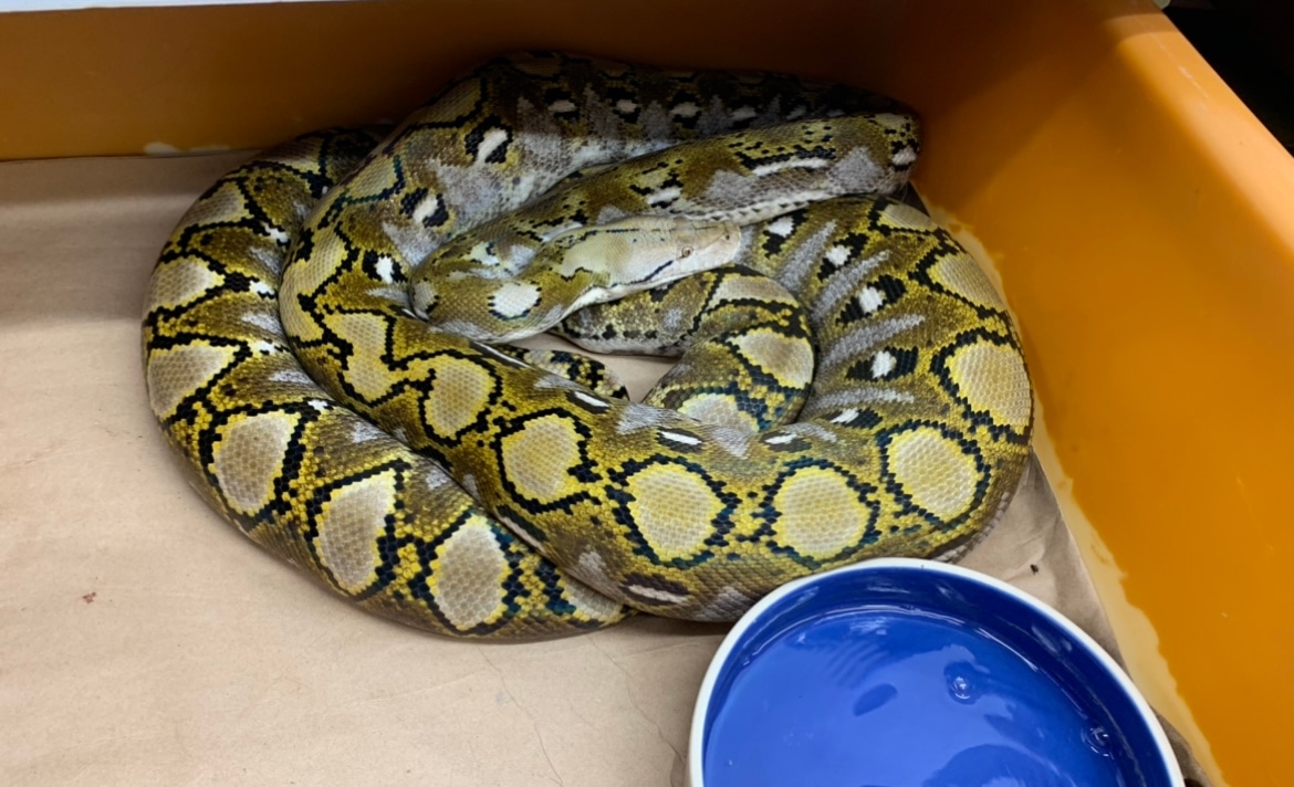 50% SD Het Titanium Poss Het Snow Pair Reticulated Python by New Shed ...