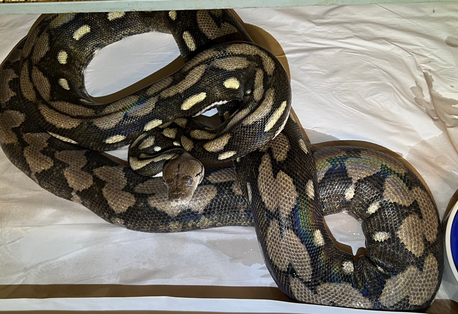 50% Super Dwarf Tiger Pos Het Anery Reticulated Python by New Shed ...