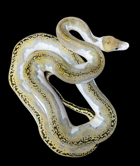 Platinum Pied Reticulated Python by New Shed Serpents
