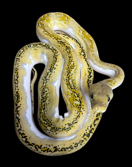 Sunfire Pied Reticulated Python by New Shed Serpents