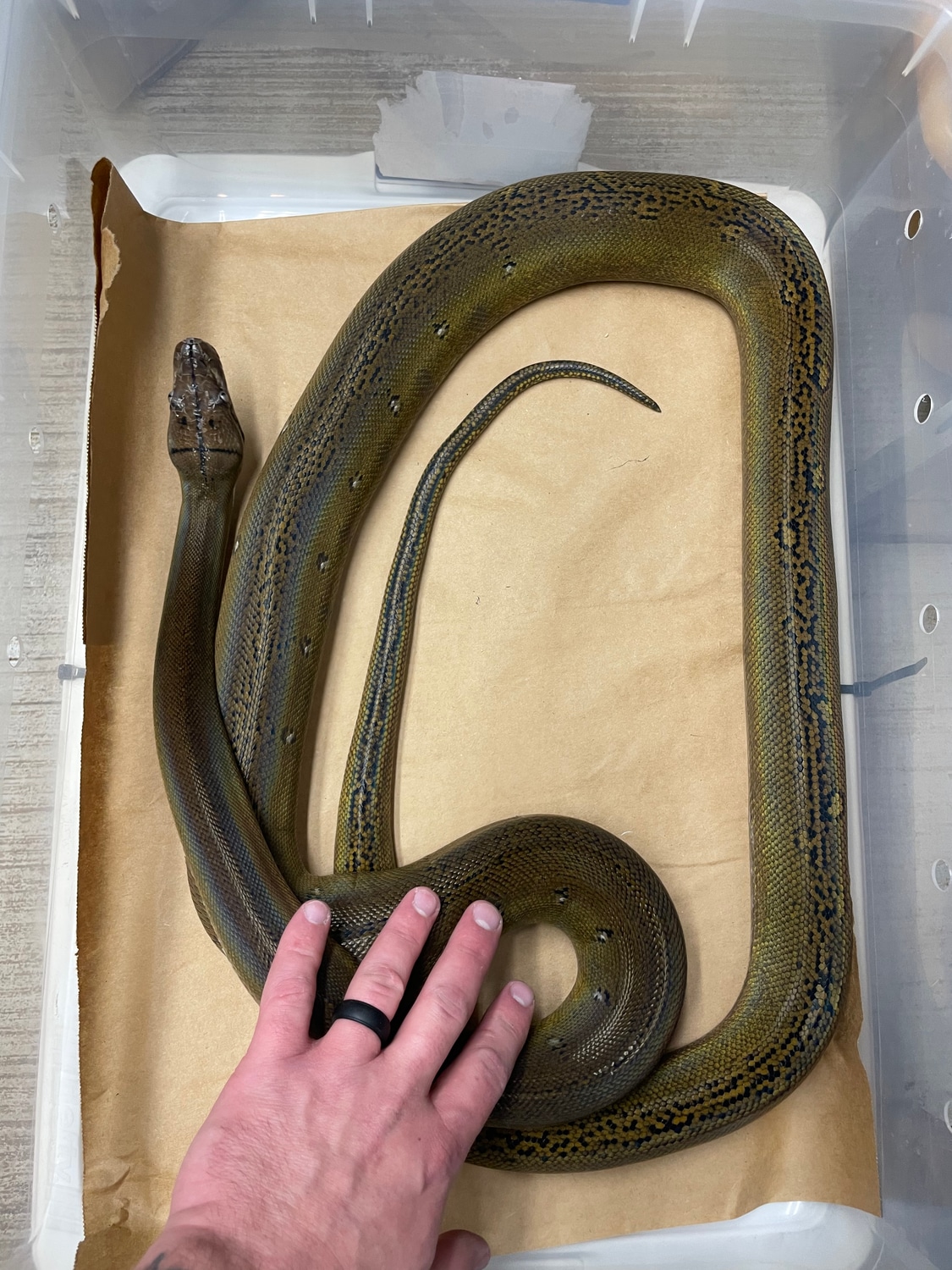 75% Kalatoa Gc Pos Het Anery Reticulated Python by New Shed Serpents ...