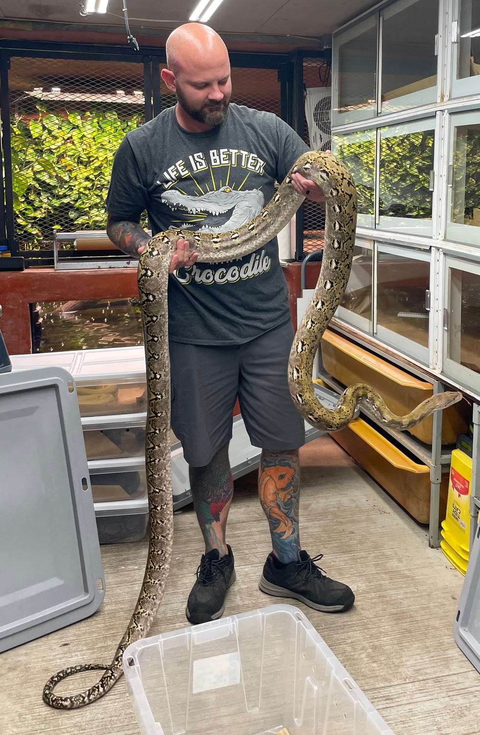 50% Kalatoa Platinum Het Anery Reticulated Python by New Shed Serpents ...