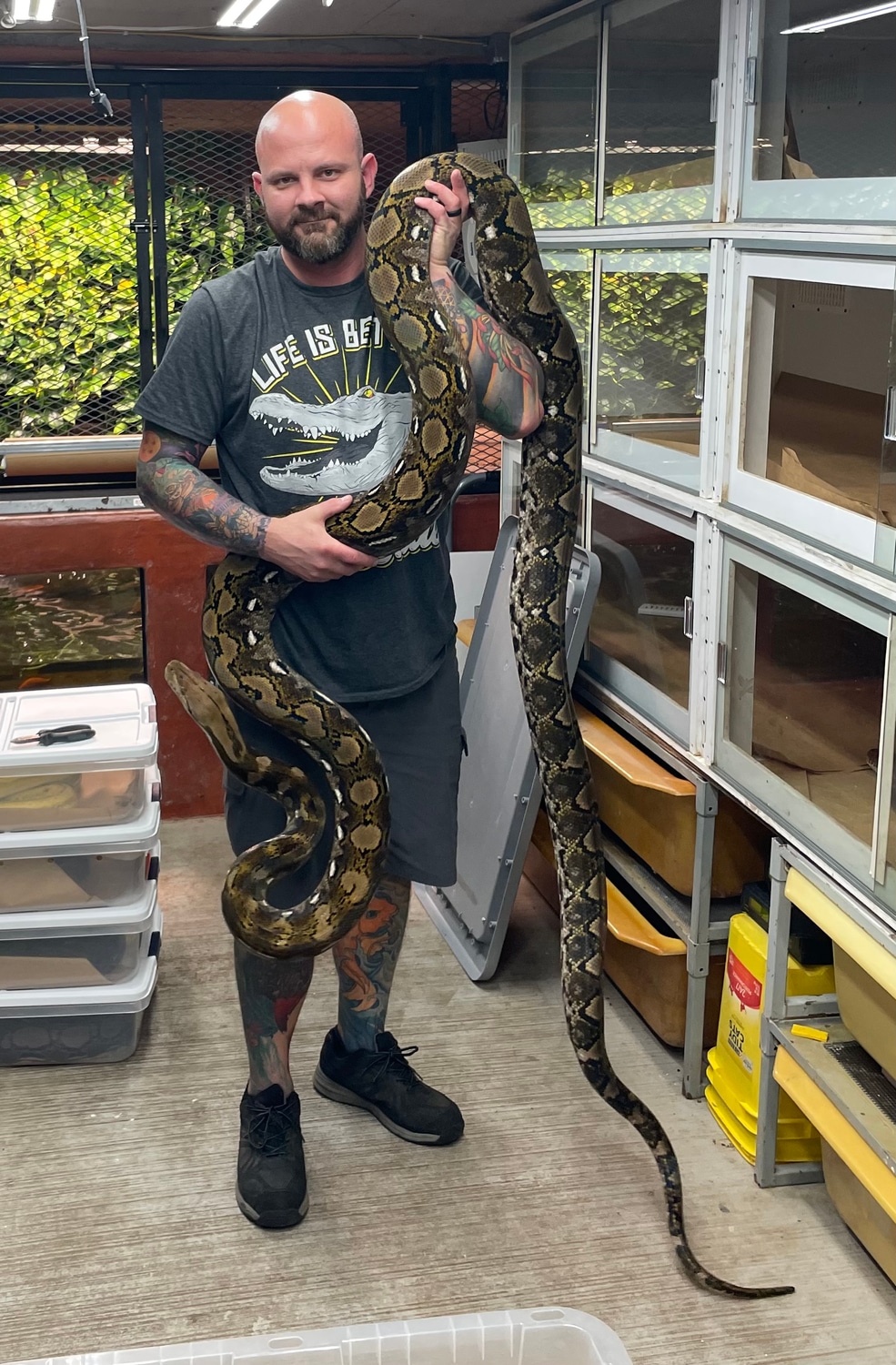 50% SD Het Titanium Poss Het Snow Pair Reticulated Python by New Shed ...