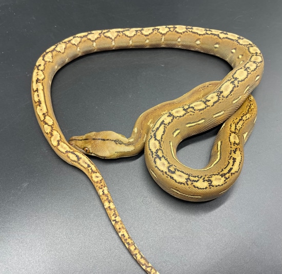 Phantom 50% Selayer 12.5% Sd 50% Het Anery Reticulated Python by New ...