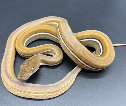 50% Kalatoa Platinum Het Anery Reticulated Python by New Shed Serpents ...