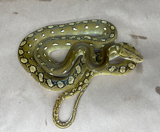 50% Selayer 25% Super Dwarf Phantom 66% Het Anery Reticulated Python by ...