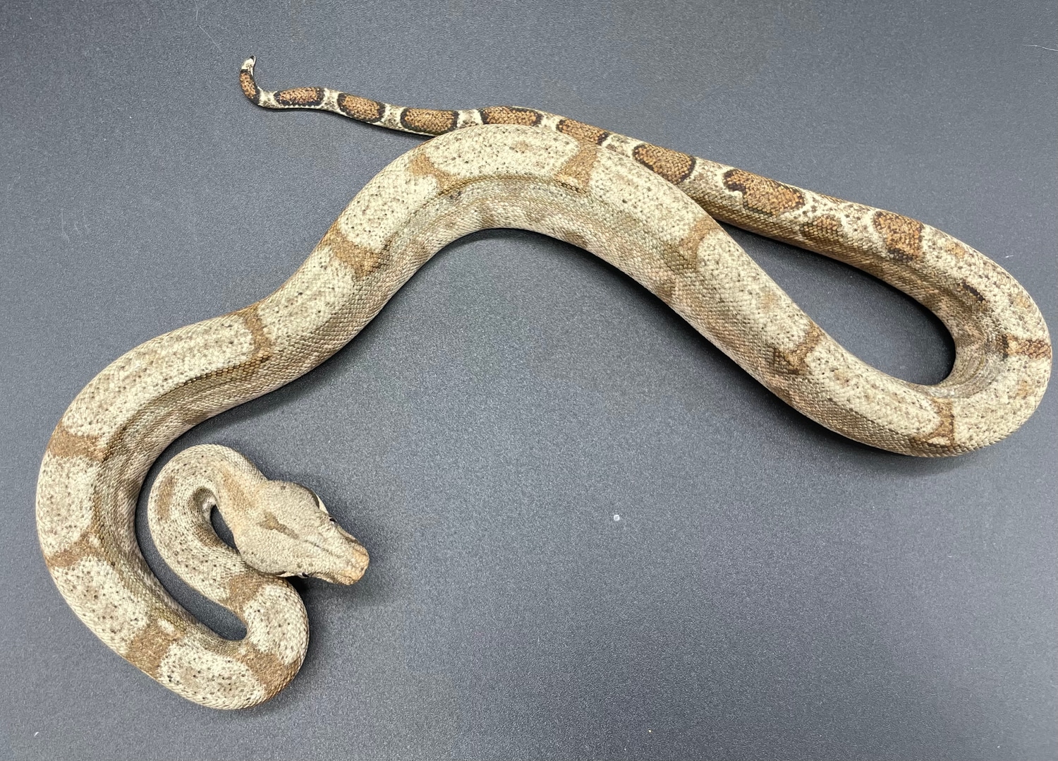 75% Hog Island Boa Constrictor by New Shed Serpents - MorphMarket
