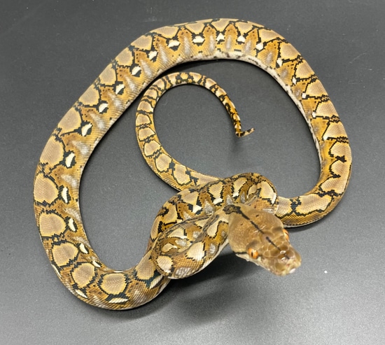 Dh Purple Titanium Reticulated Python by New Shed Serpents