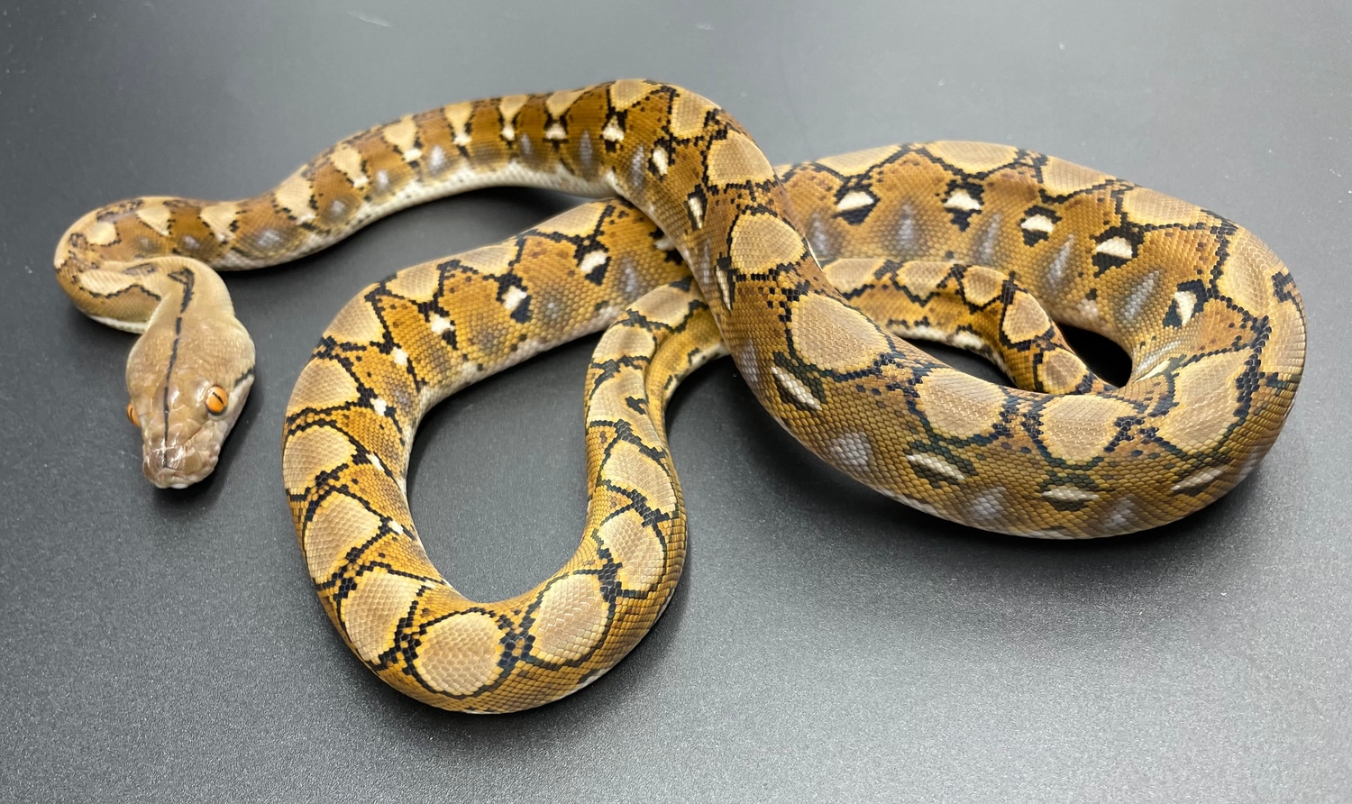 Dh Purple Titanium Reticulated Python by New Shed Serpents - MorphMarket