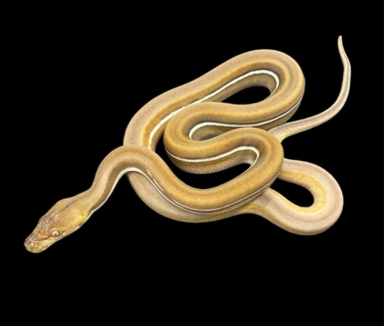 50% Super Dwarf Titanium Reticulated Python by New Shed Serpents