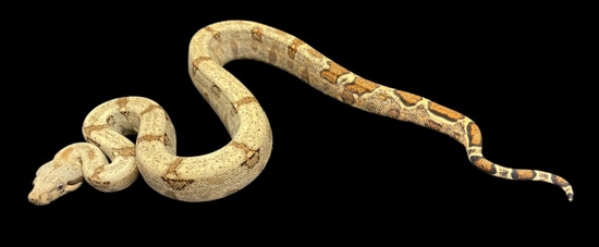 75% Hog Island Boa Constrictor by New Shed Serpents