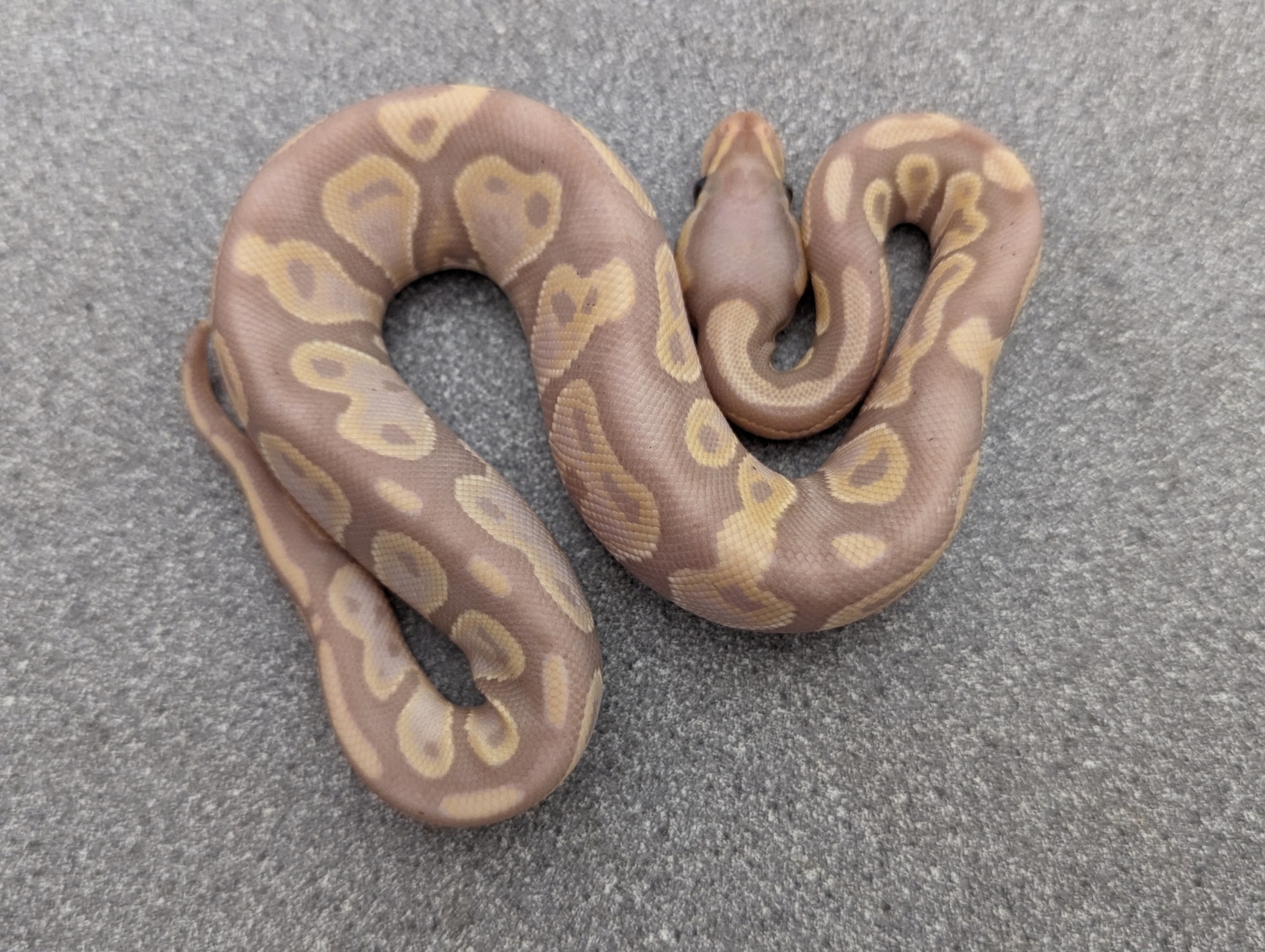 Banana Chocolate 50% Het Ghost Poss Enchi Ball Python by New Venture ...