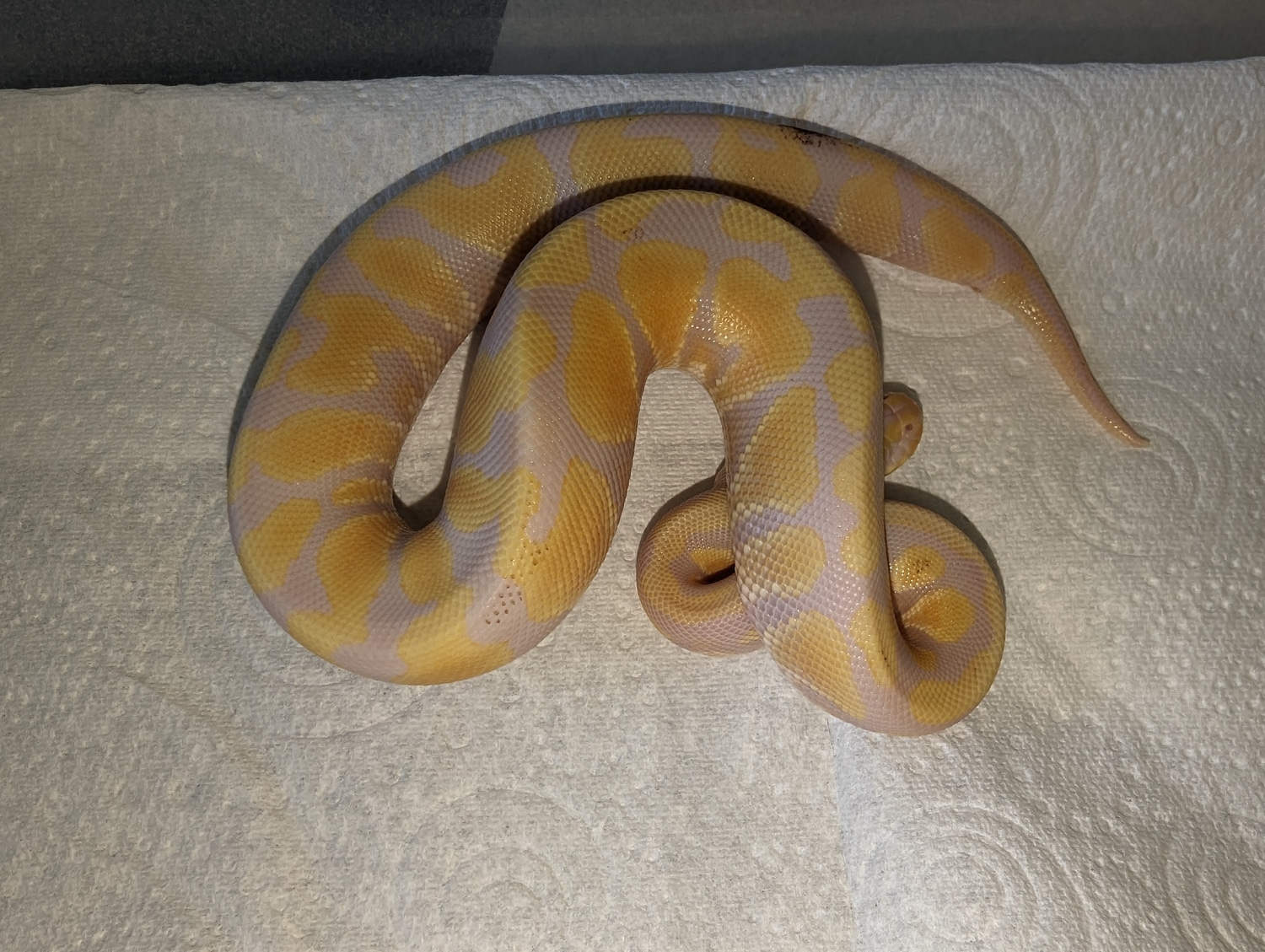 Toffee Poss Hey Ghost Ball Python by New Venture Ball Pythons - MorphMarket