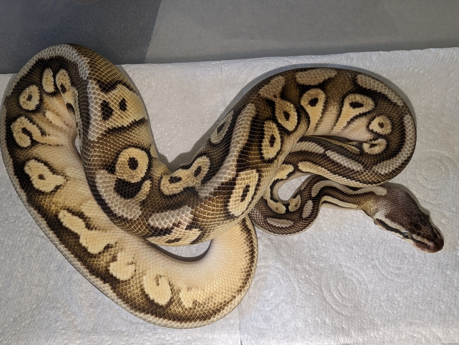 Gravel Het Toffee Ball Python by New Venture Ball Pythons - MorphMarket